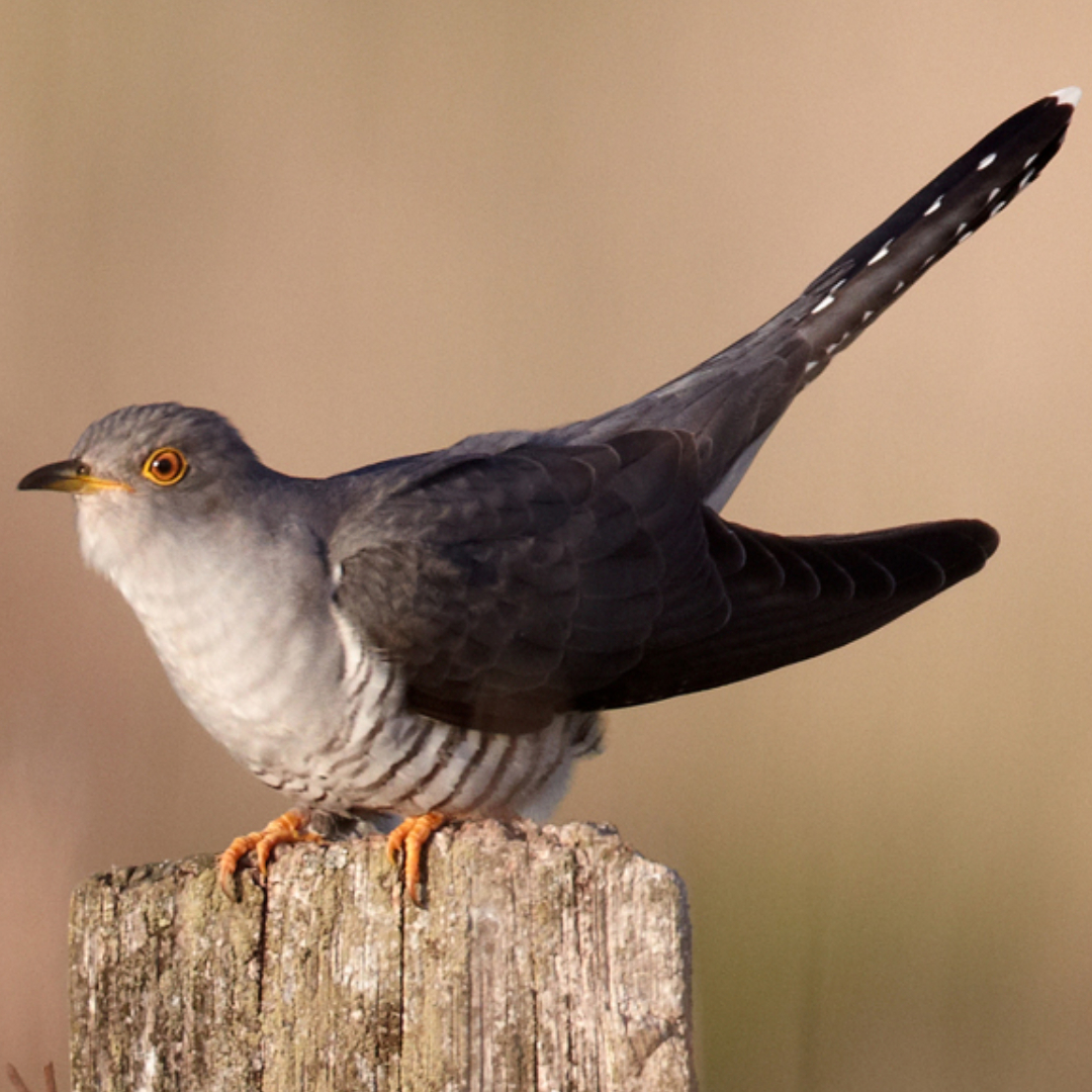 Cuckoo (Cuculus canorus) Cuckoo (Cuculus canorus)